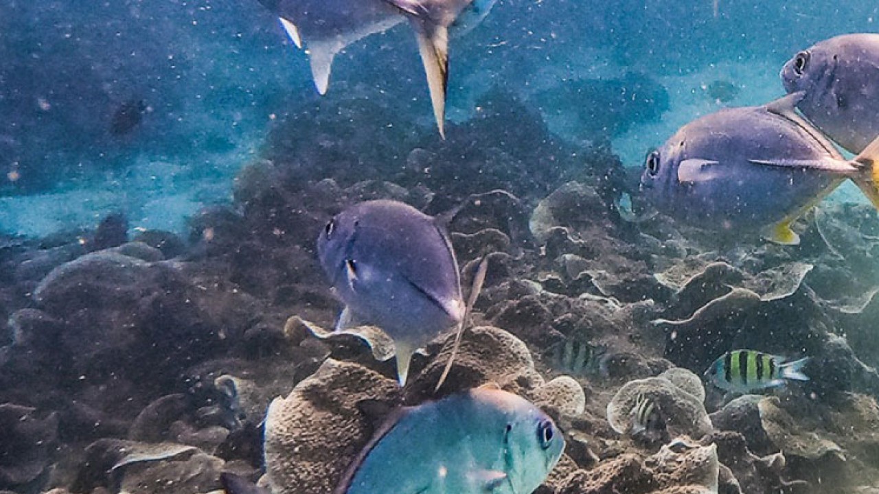 Phosphorus Removal From Wastewater | Seven Seas Water Group