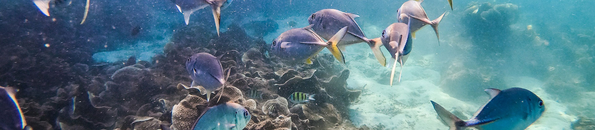 Phosphorus Removal From Wastewater | Seven Seas Water Group